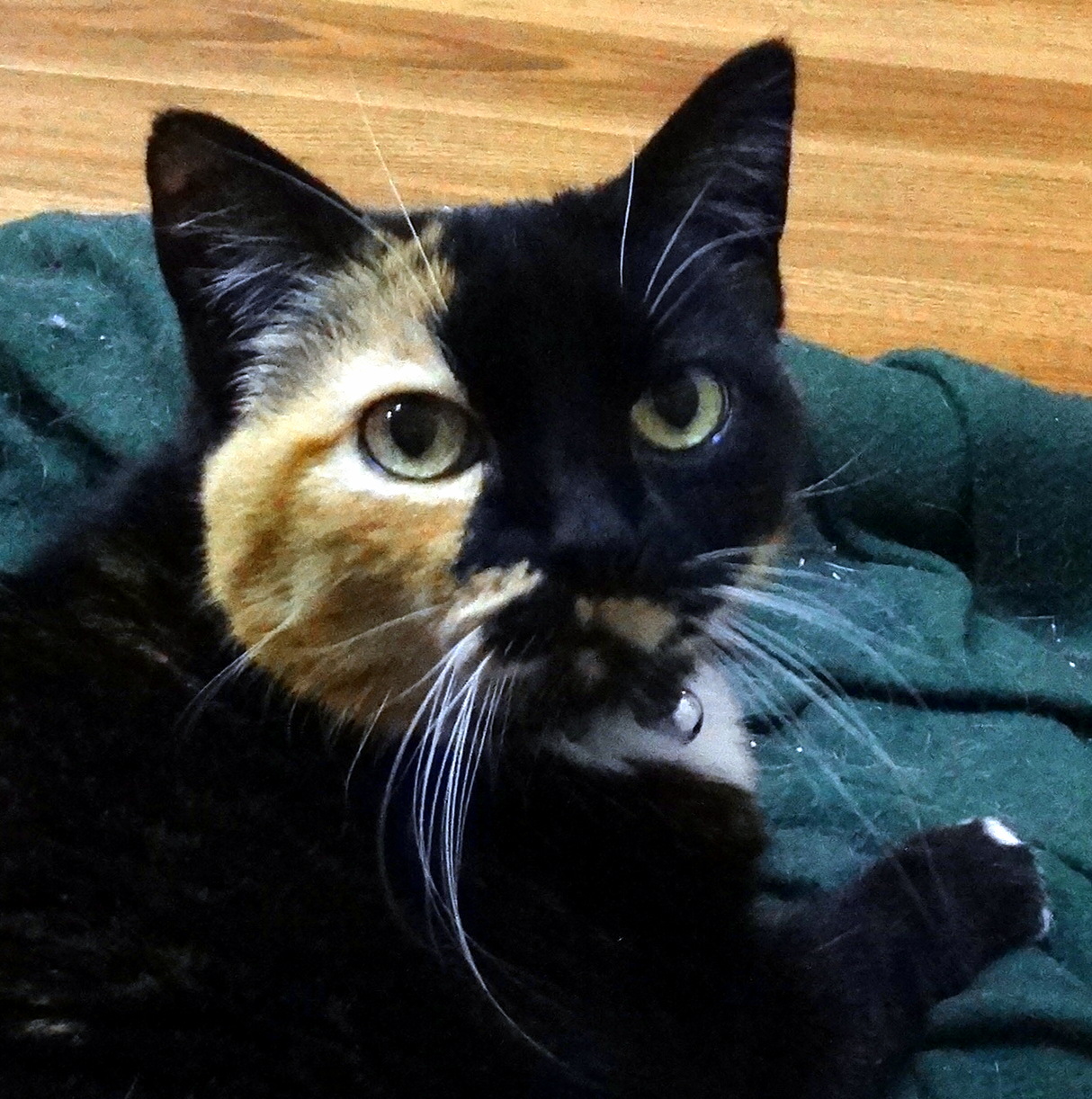 R.I.P. Kimba | Denise Fuller